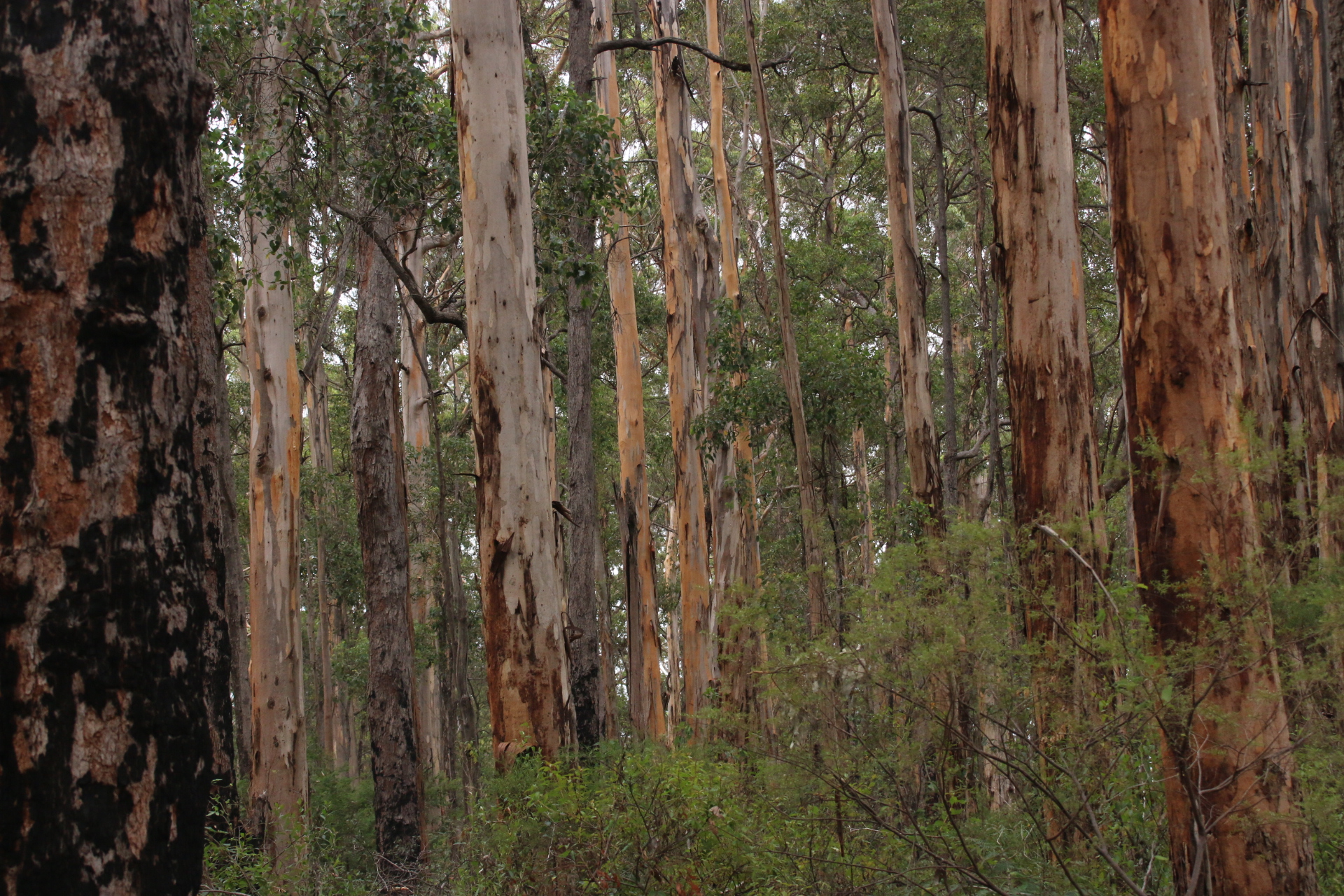 Karri forest of Manjimup – Michael Monaghan Photography
